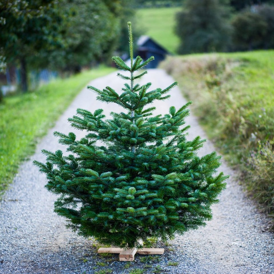 Christbaum online kaufen bei Binders Christbäume